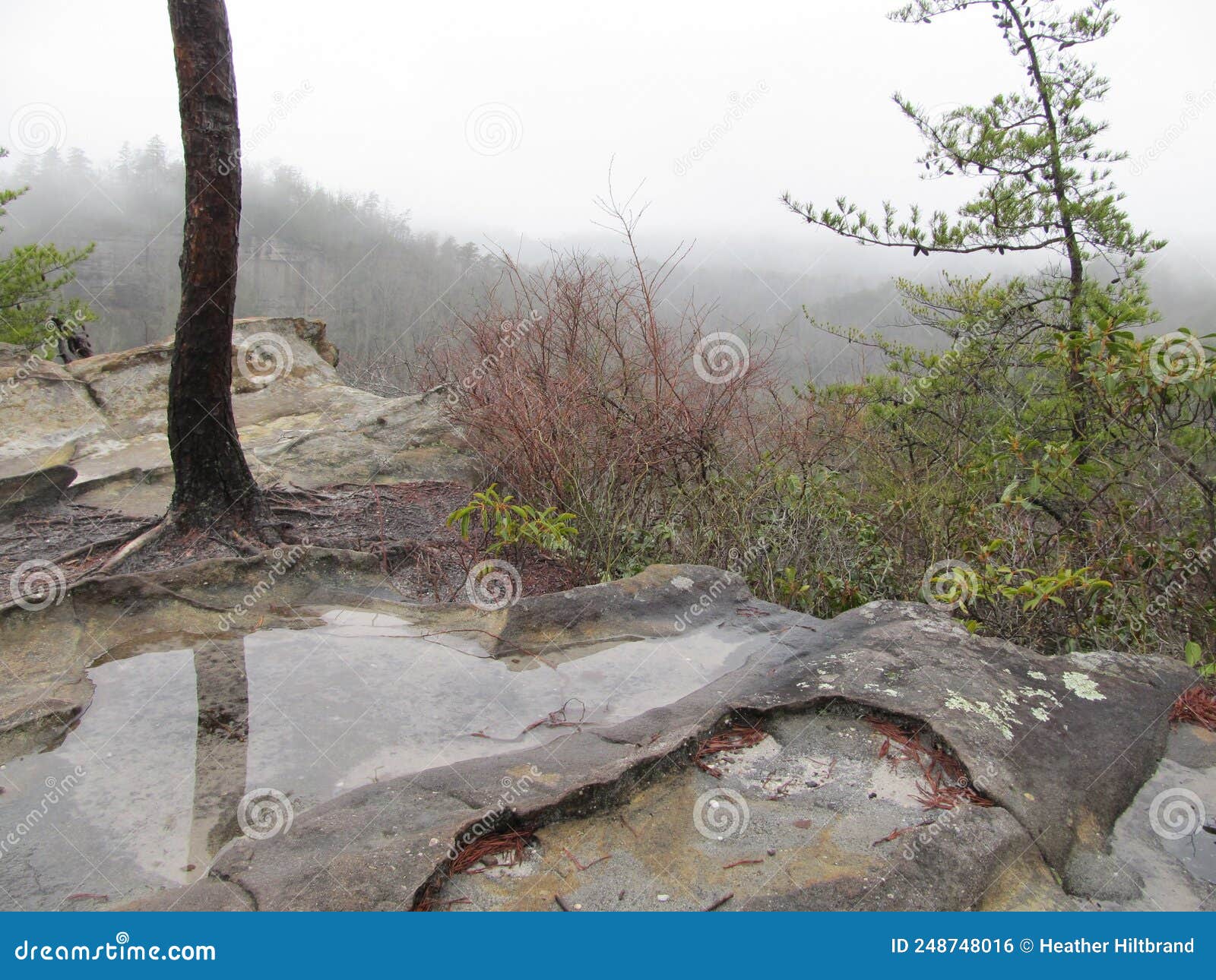The Edge of a Tennessee Bluff Stock Photo - Image of mist, landscape ...