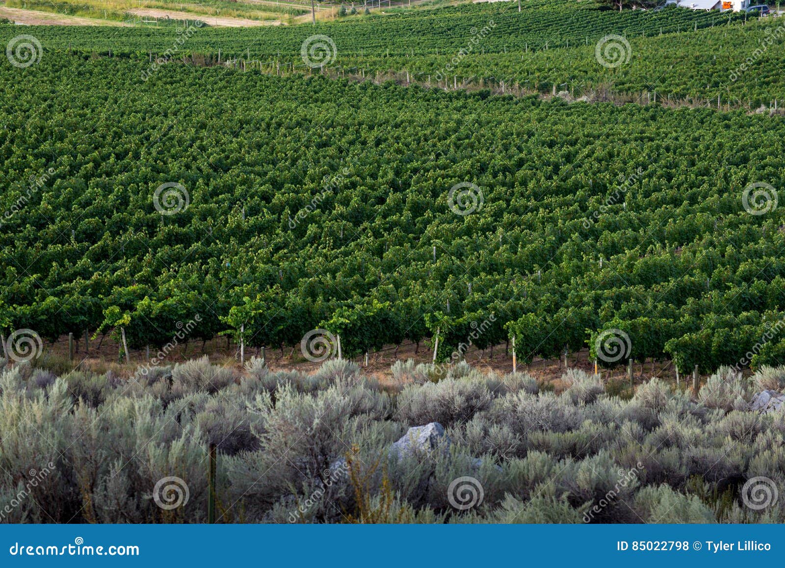 Edge of a Vineyard with Rows Grape Vines Stock Photo - Image of wine ...