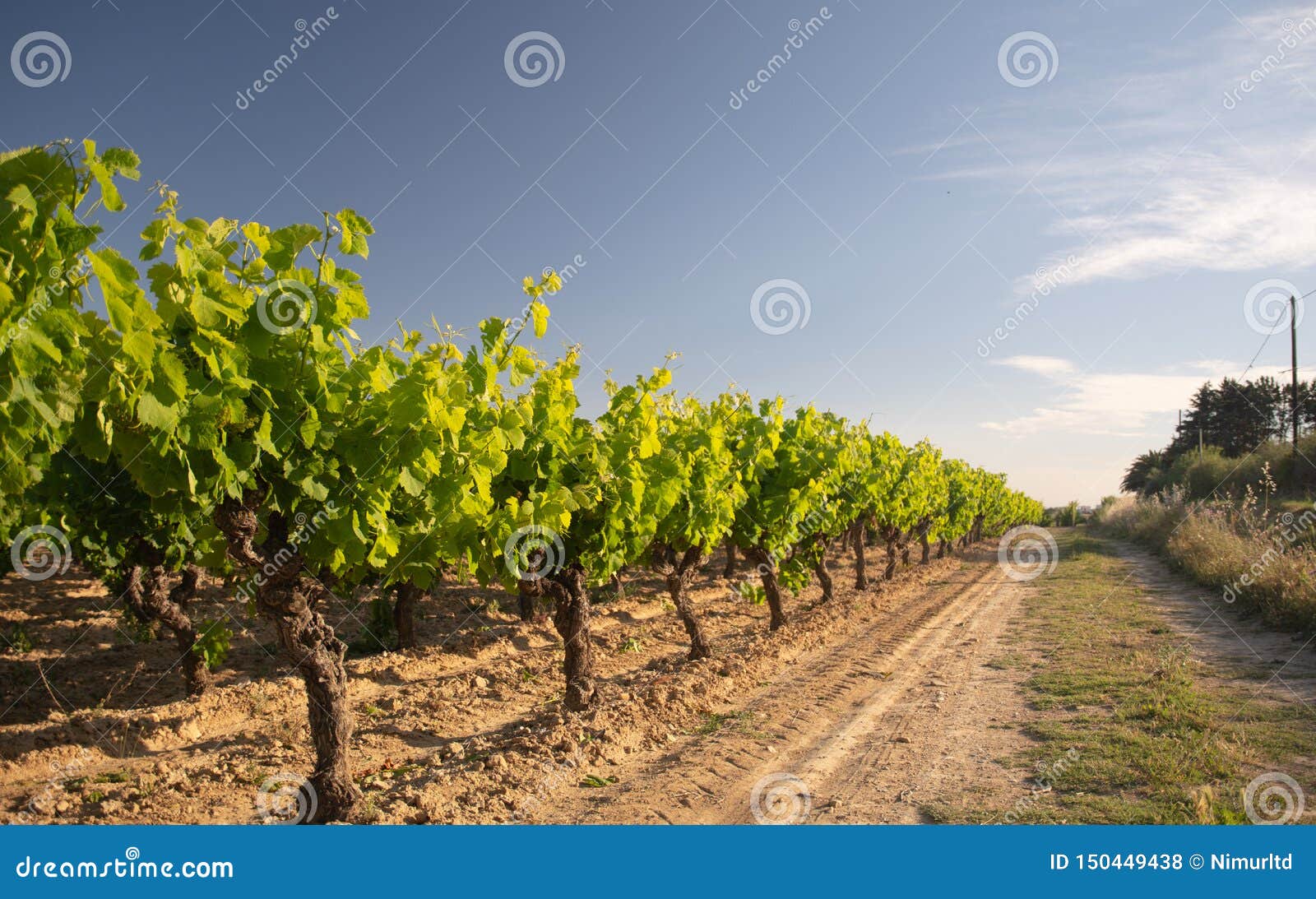 Edge of Vineyard with Track Stock Photo - Image of winery, growth ...