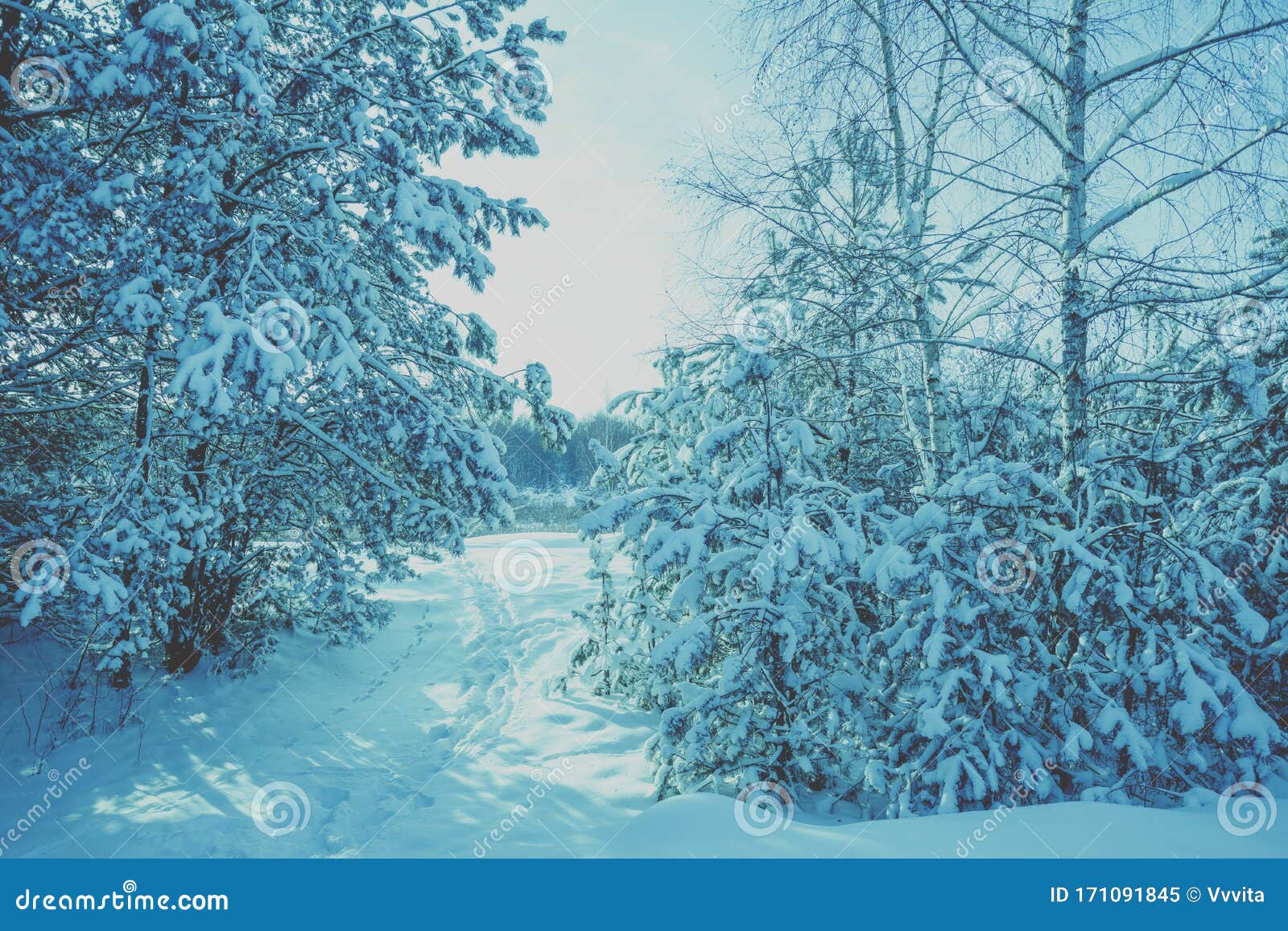 Edge of the winter forest stock image. Image of snow - 171091845