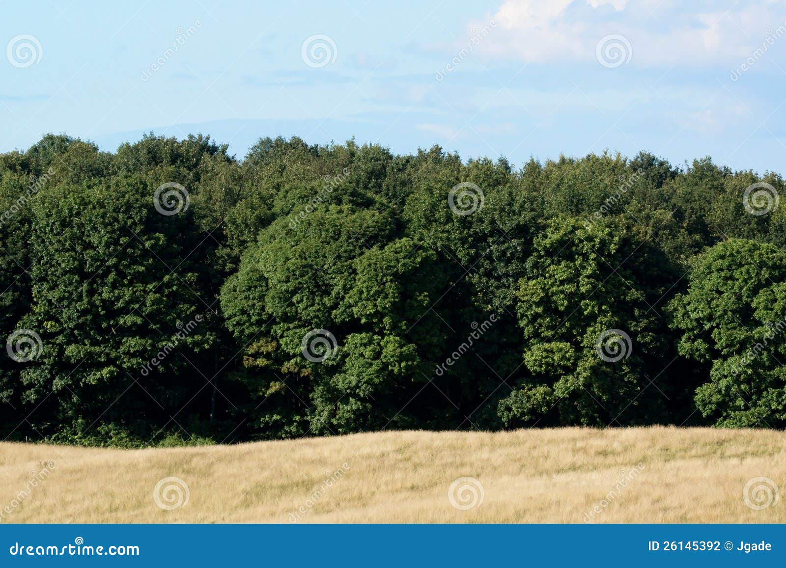 Edge of the wood stock photo. Image of edge, landscape - 26145392