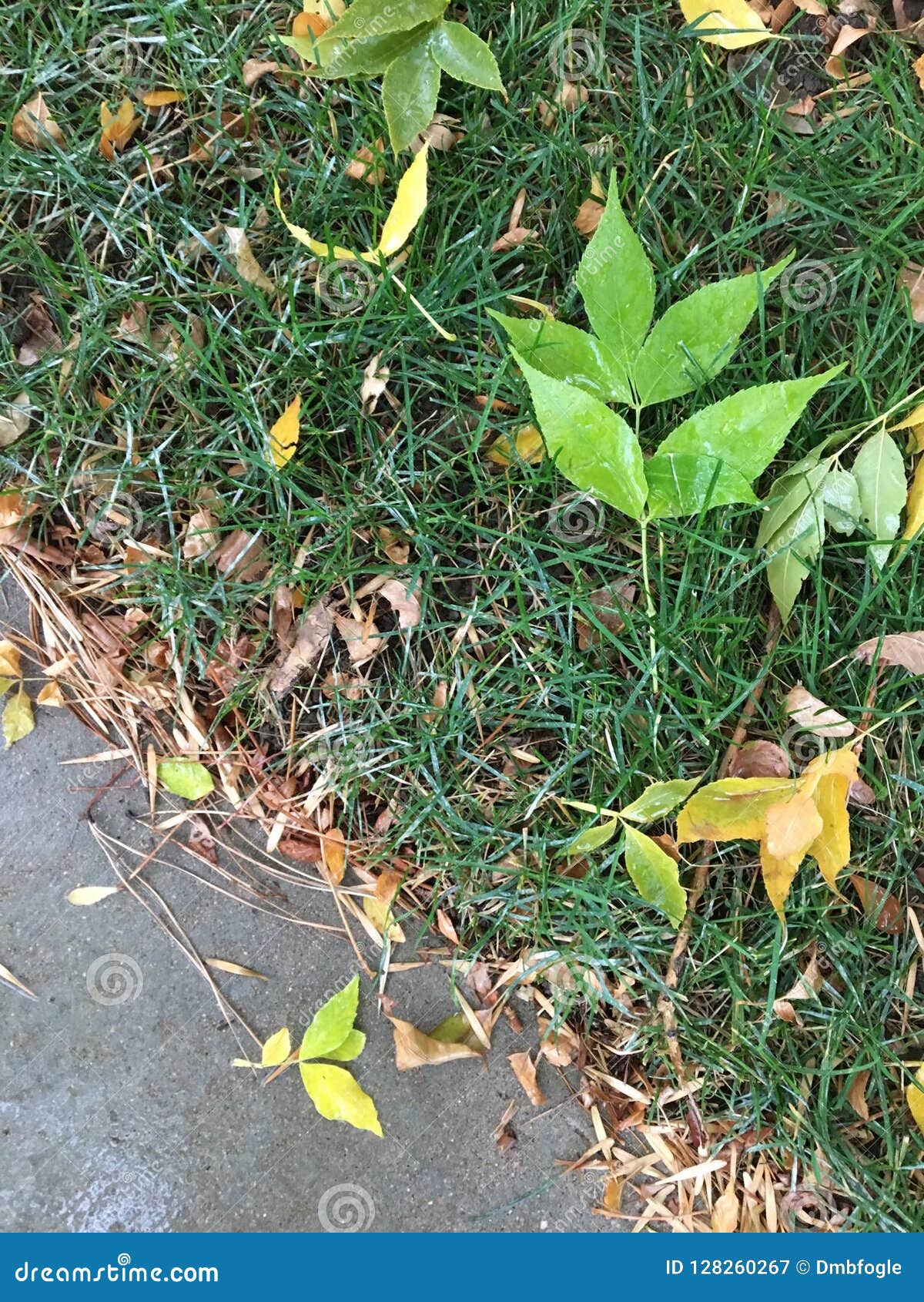 Edge of yard after rain stock image. Image of cement - 128260267