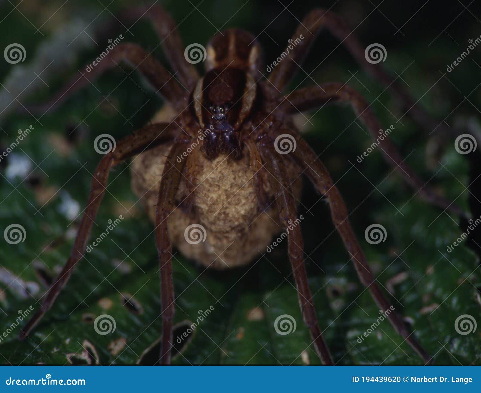 Edged hunting spider stock photo. Image of brood, spider - 194439620