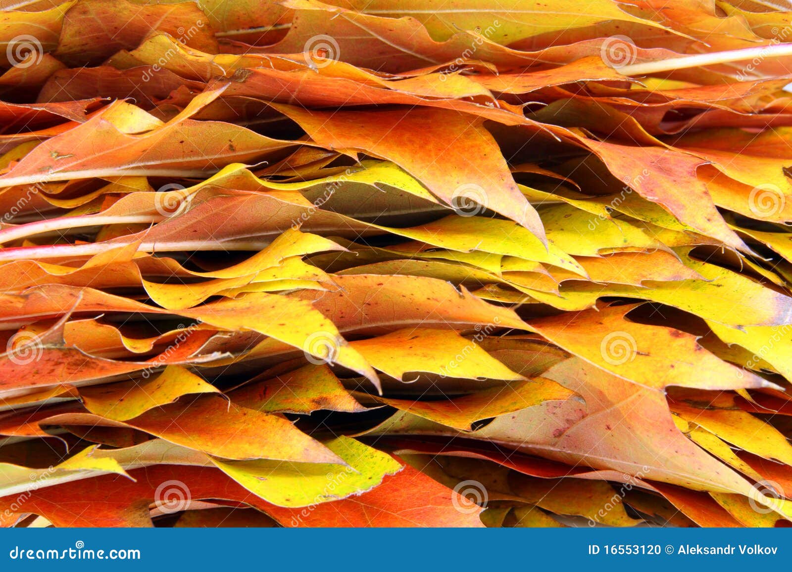 Edges of Autumn Leaves of a Maple Stock Photo - Image of objects, macro ...