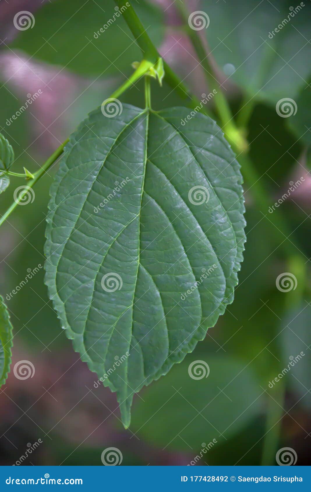 The Edges of the Leaves with Jagged Edges Stock Photo - Image of ...