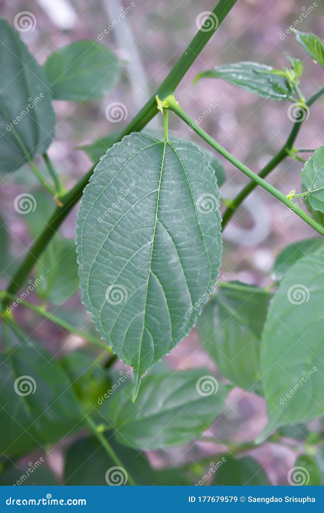 The Edges of the Leaves with Jagged Edges Stock Image - Image of ...