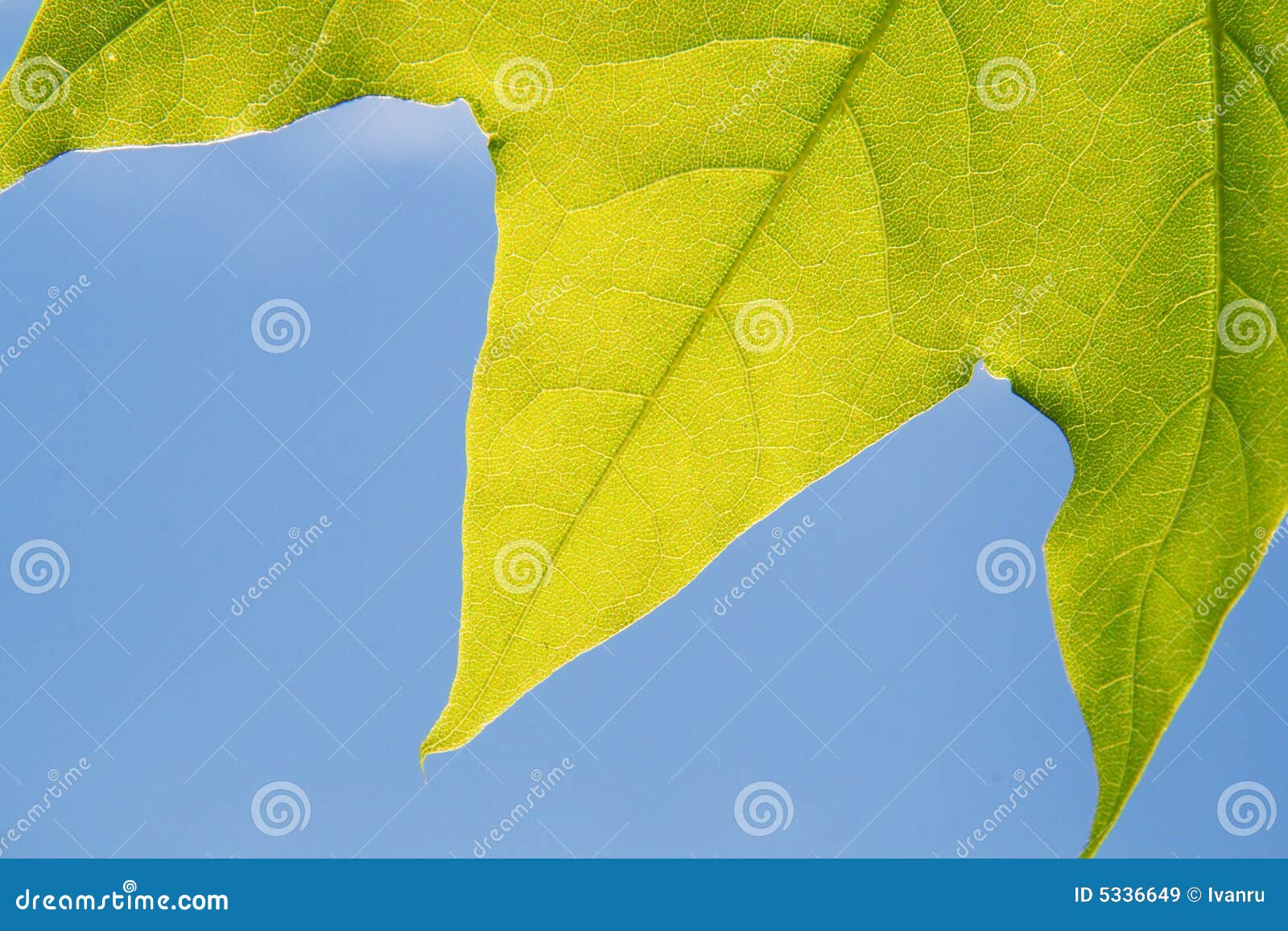 Edges of maple leaf stock image. Image of sharp, background - 5336649