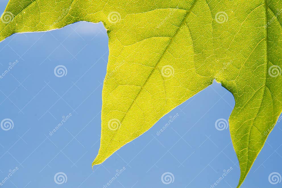 Edges of maple leaf stock image. Image of sharp, background - 5336649