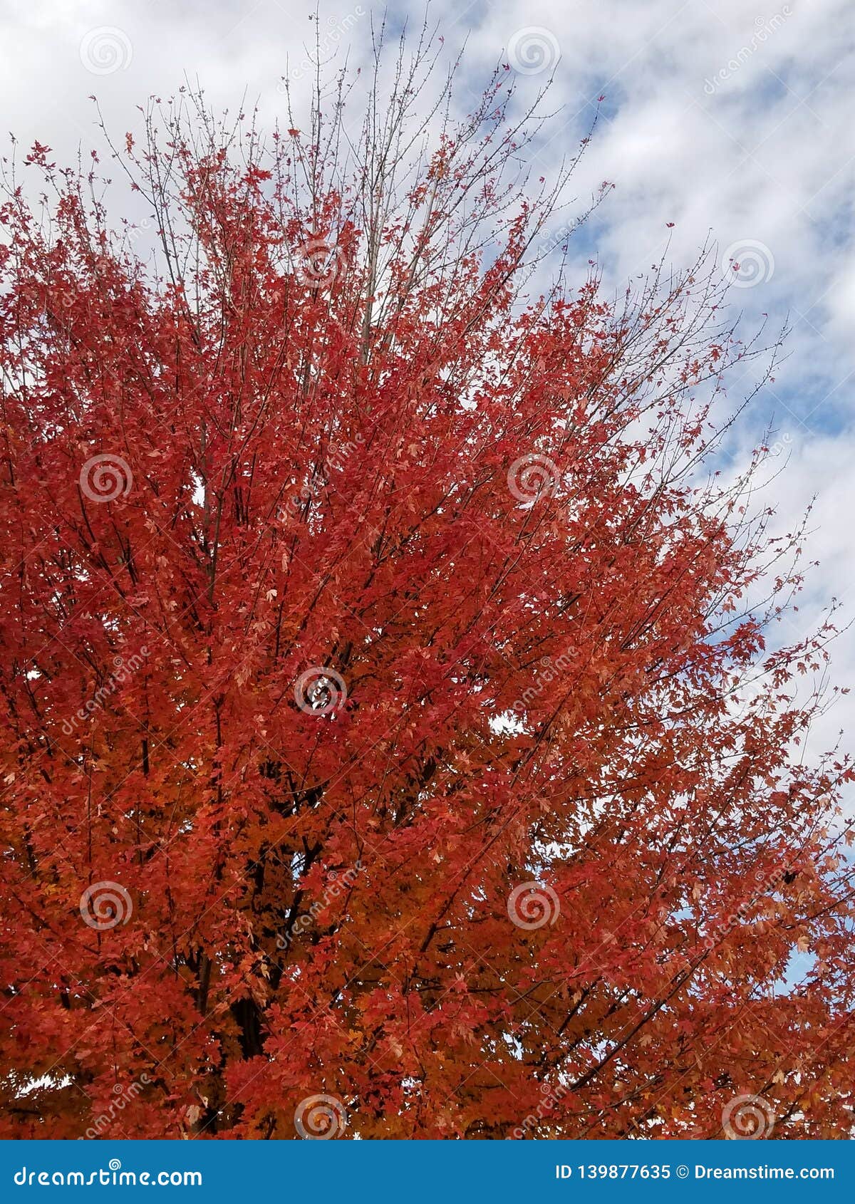 Edges of red fall color stock image. Image of plants - 139877635