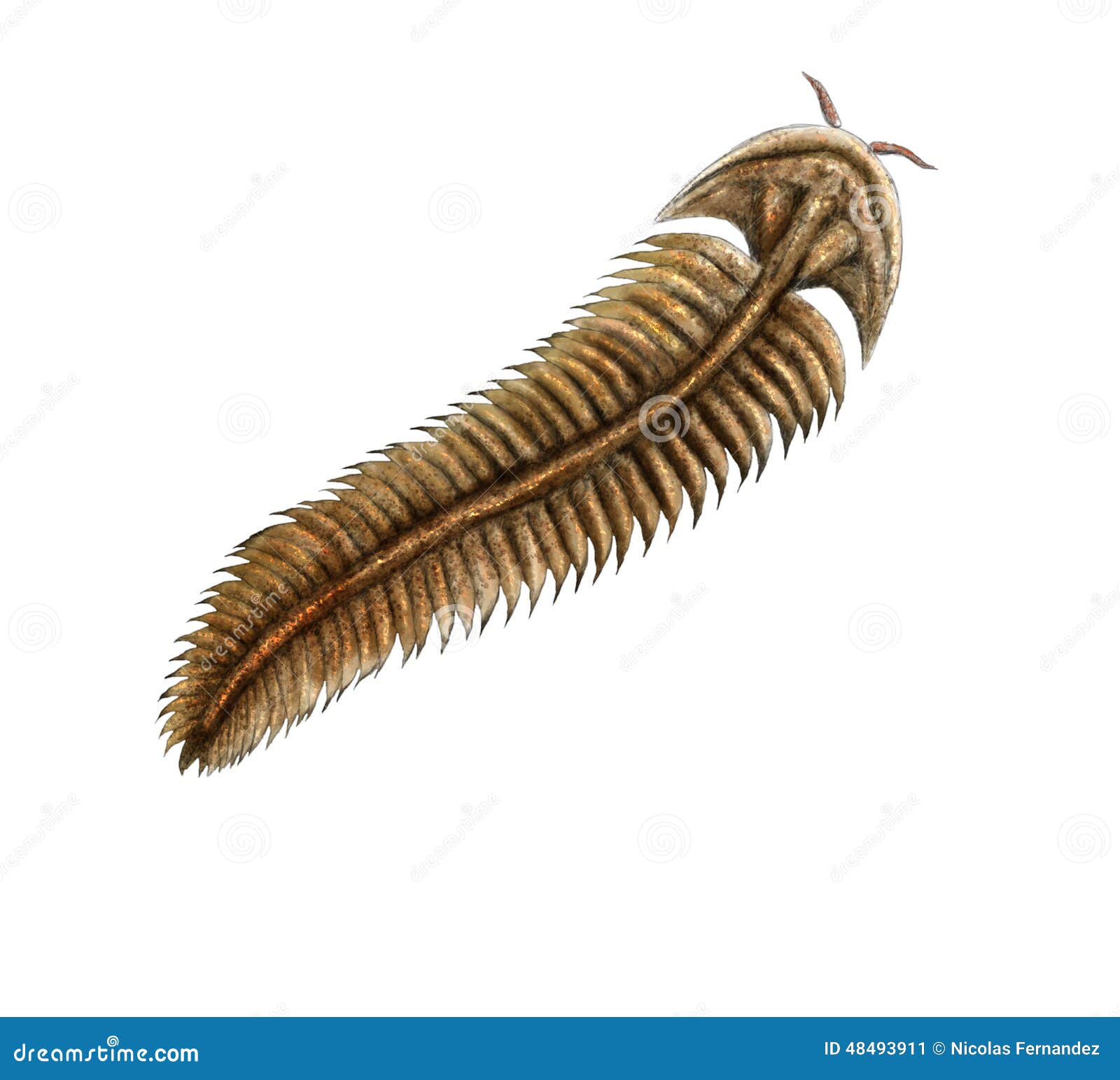 Ediacara Spriggina Stock Illustration - Image: 48493911