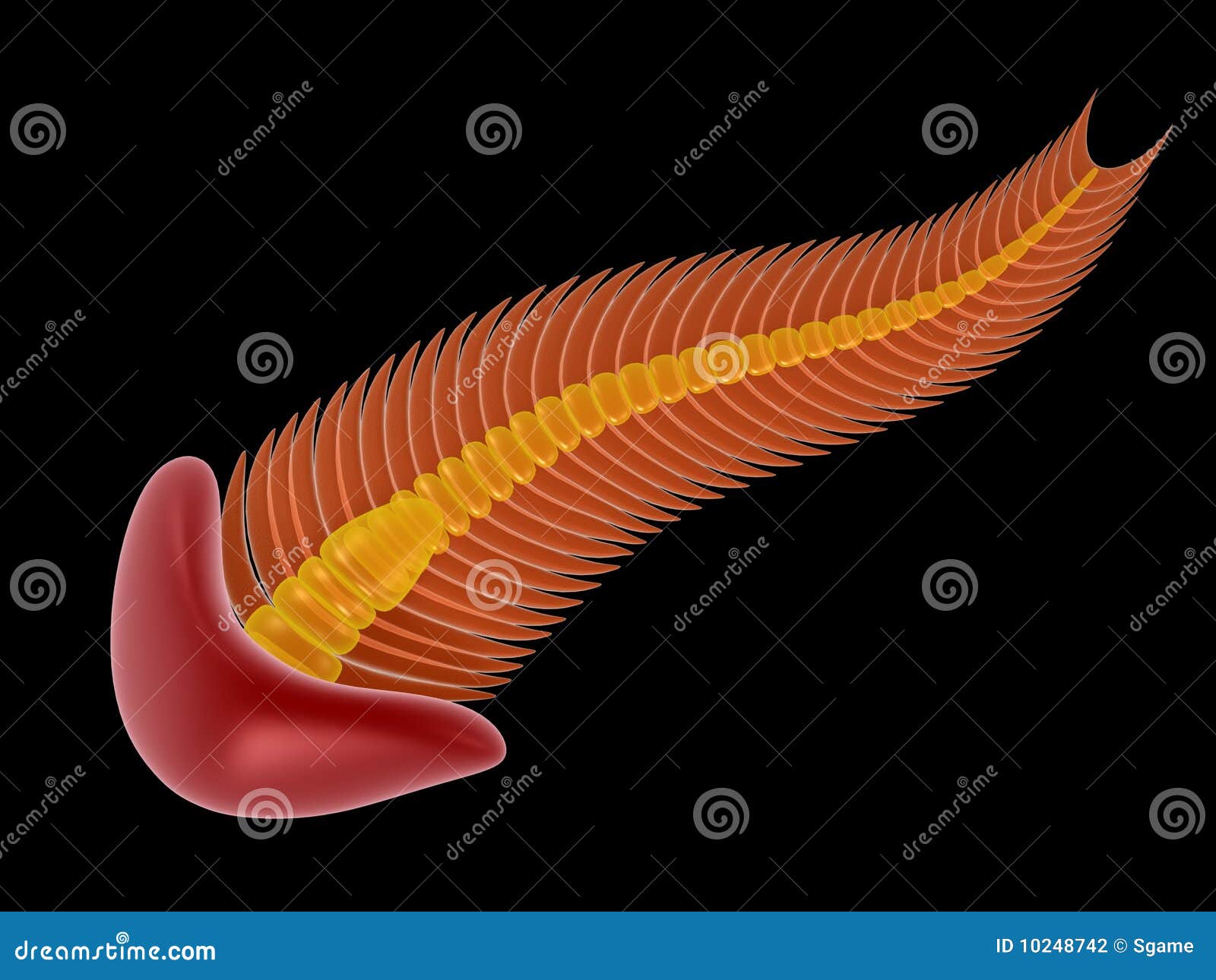 Ediacaran Spriggina stock illustration. Illustration of paleontology ...