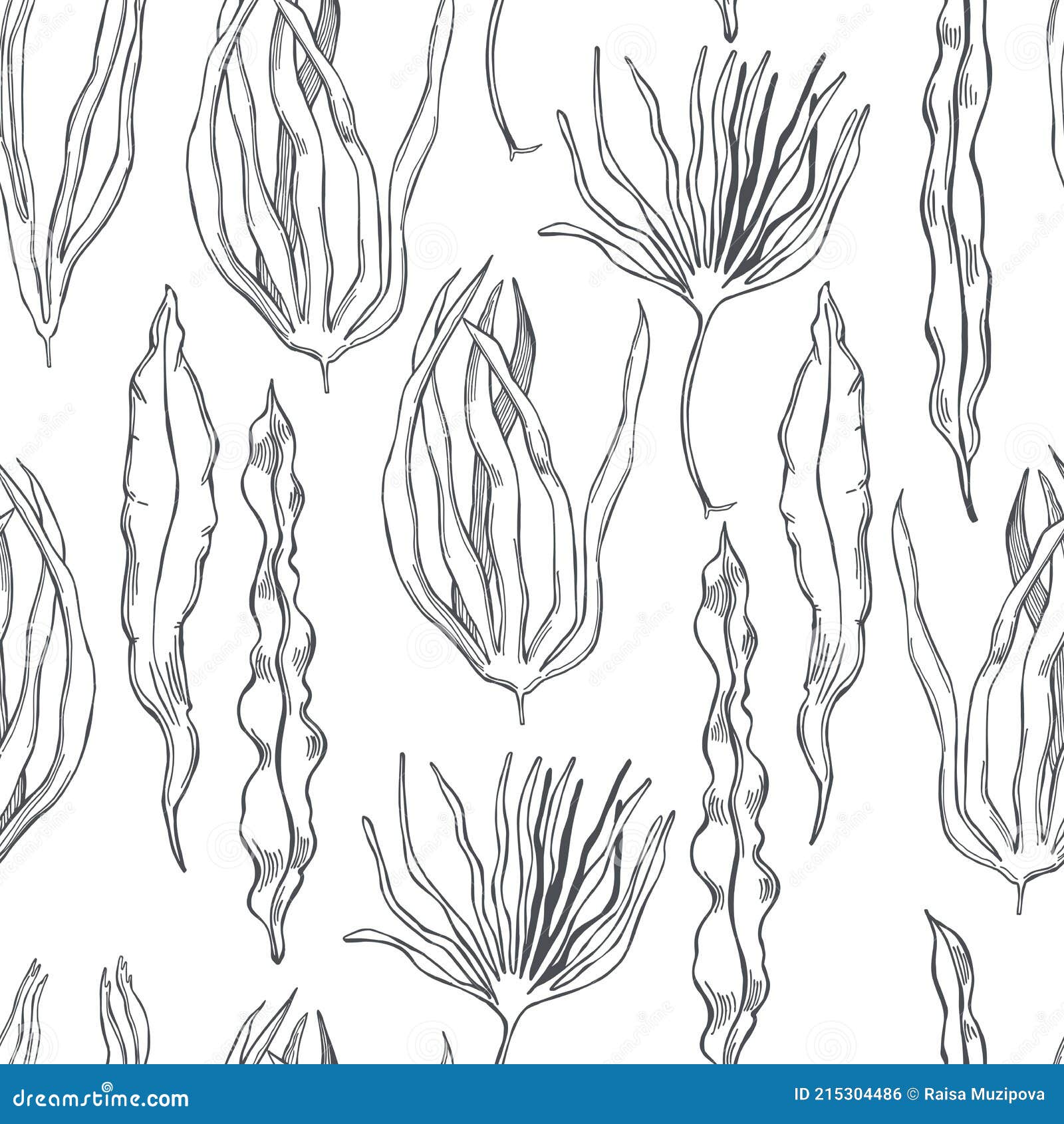 Edible Algae. Vector Pattern Stock Vector - Illustration of drawn ...