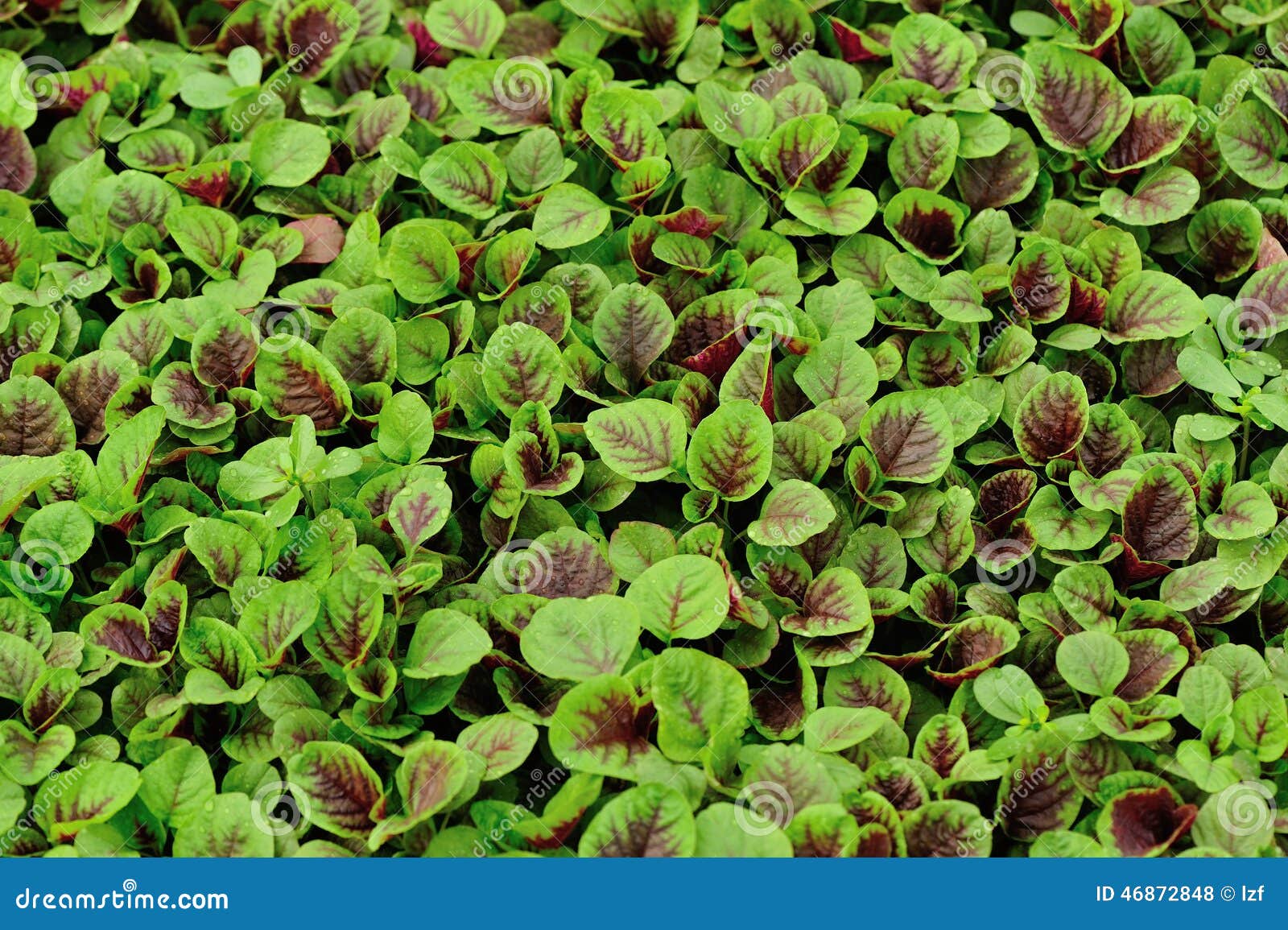 Edible Amaranth In Vegetable Garden Stock Photography | CartoonDealer ...