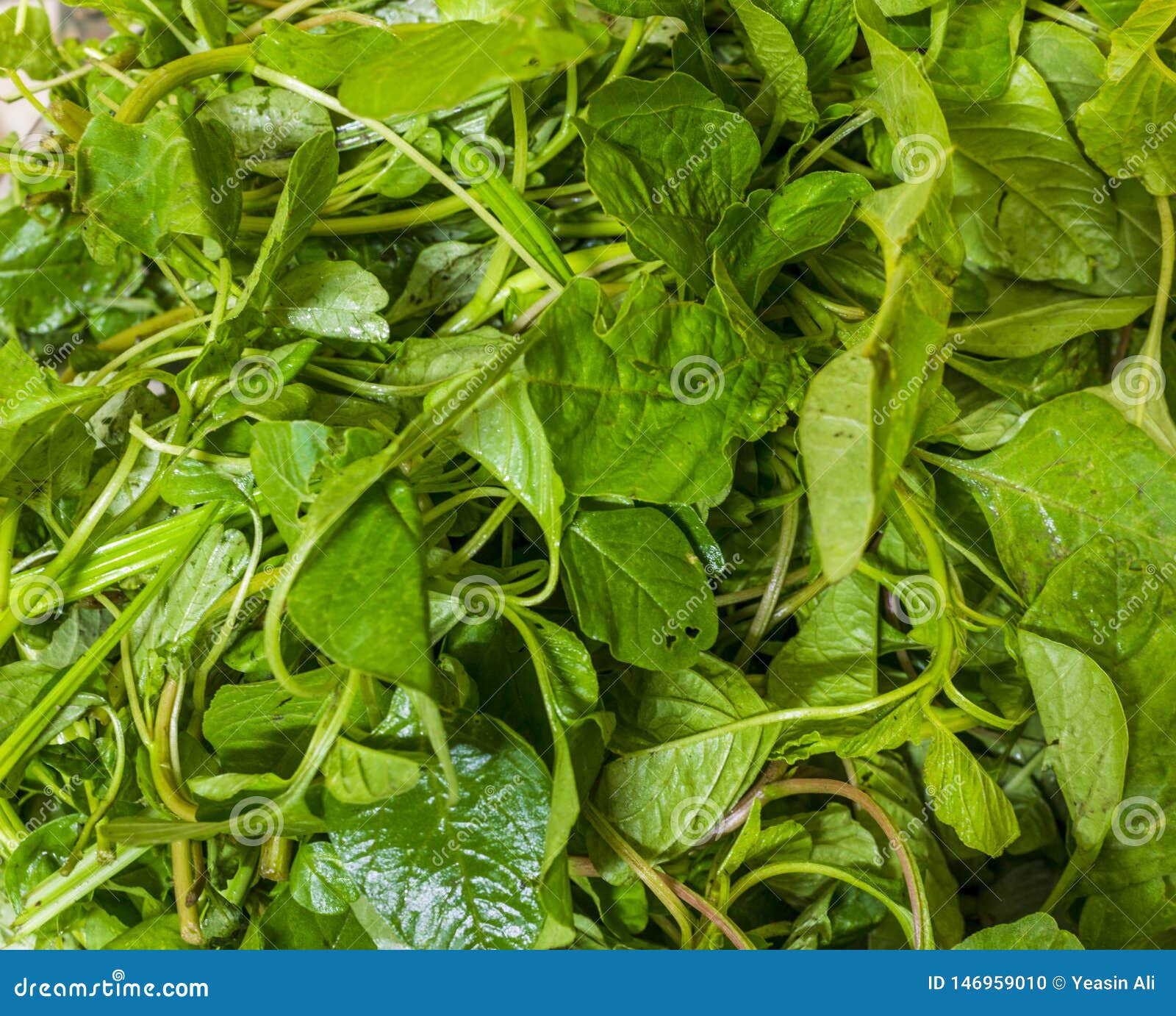 Edible Amaranth in India stock photo. Image of redroot - 146959010