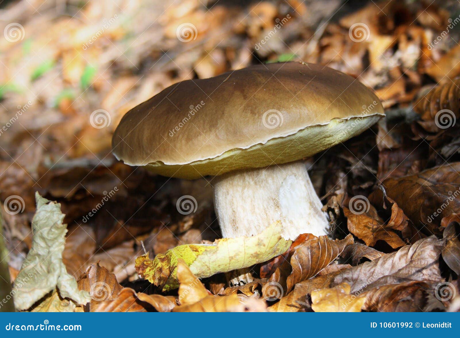 Edible boletus stock photo. Image of organic, mycelium - 10601992