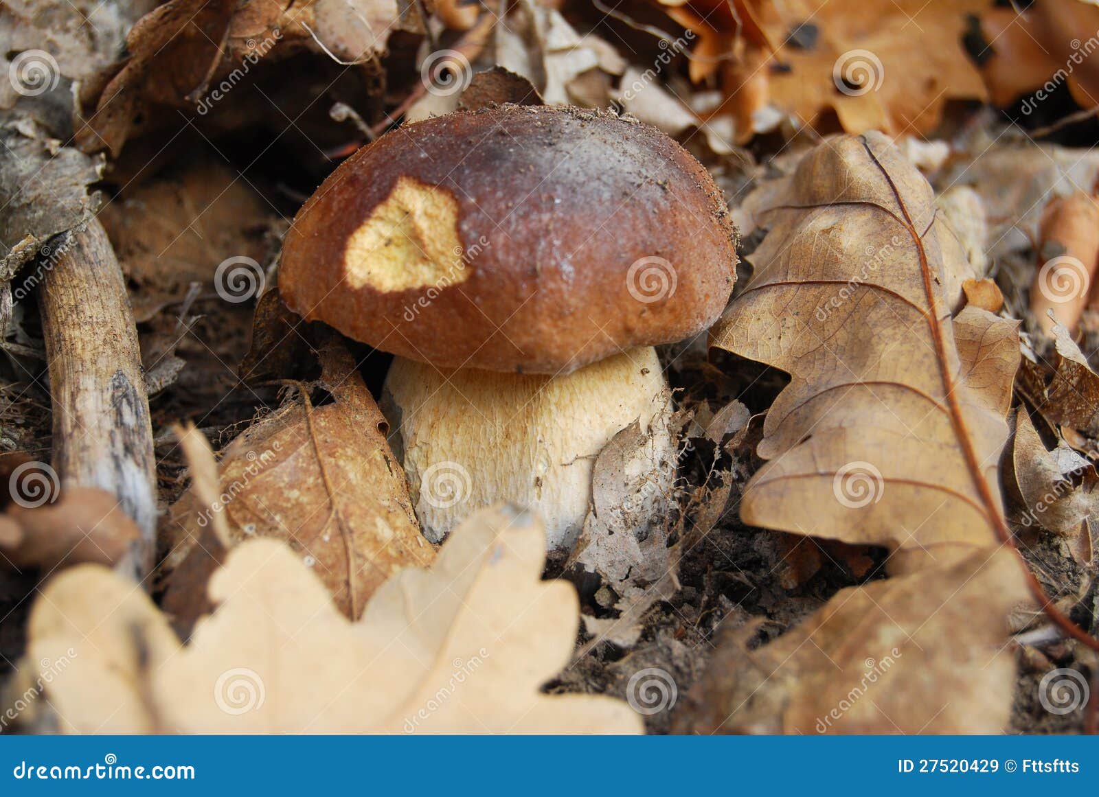 Edible boletus stock image. Image of mushroom, edible - 27520429