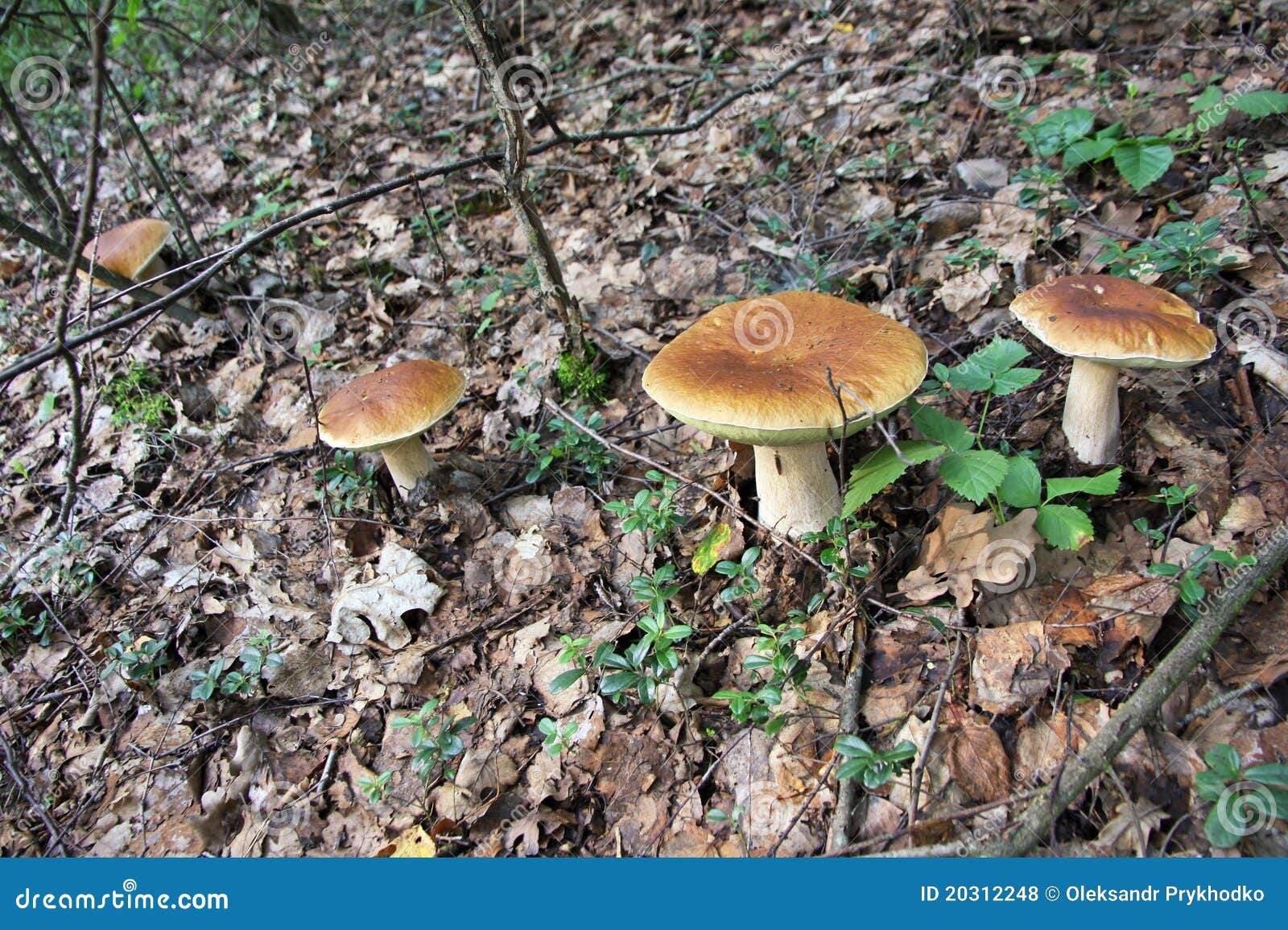 Edible Boletus Edulis Mushrooms Stock Photo - Image of fresh, dinner ...