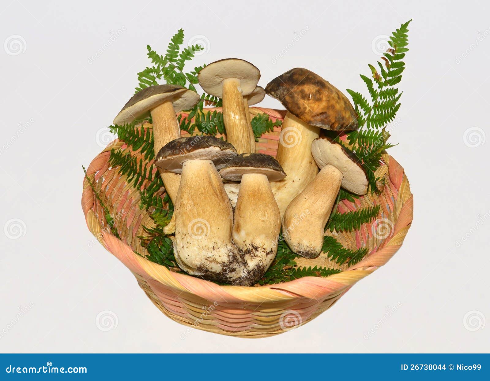Edible Boletus Edulis Mushrooms Stock Photo - Image of cooking ...