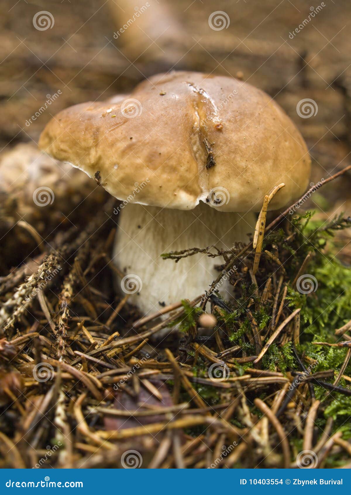Edible boletus mushroom stock photo. Image of natural - 10403554