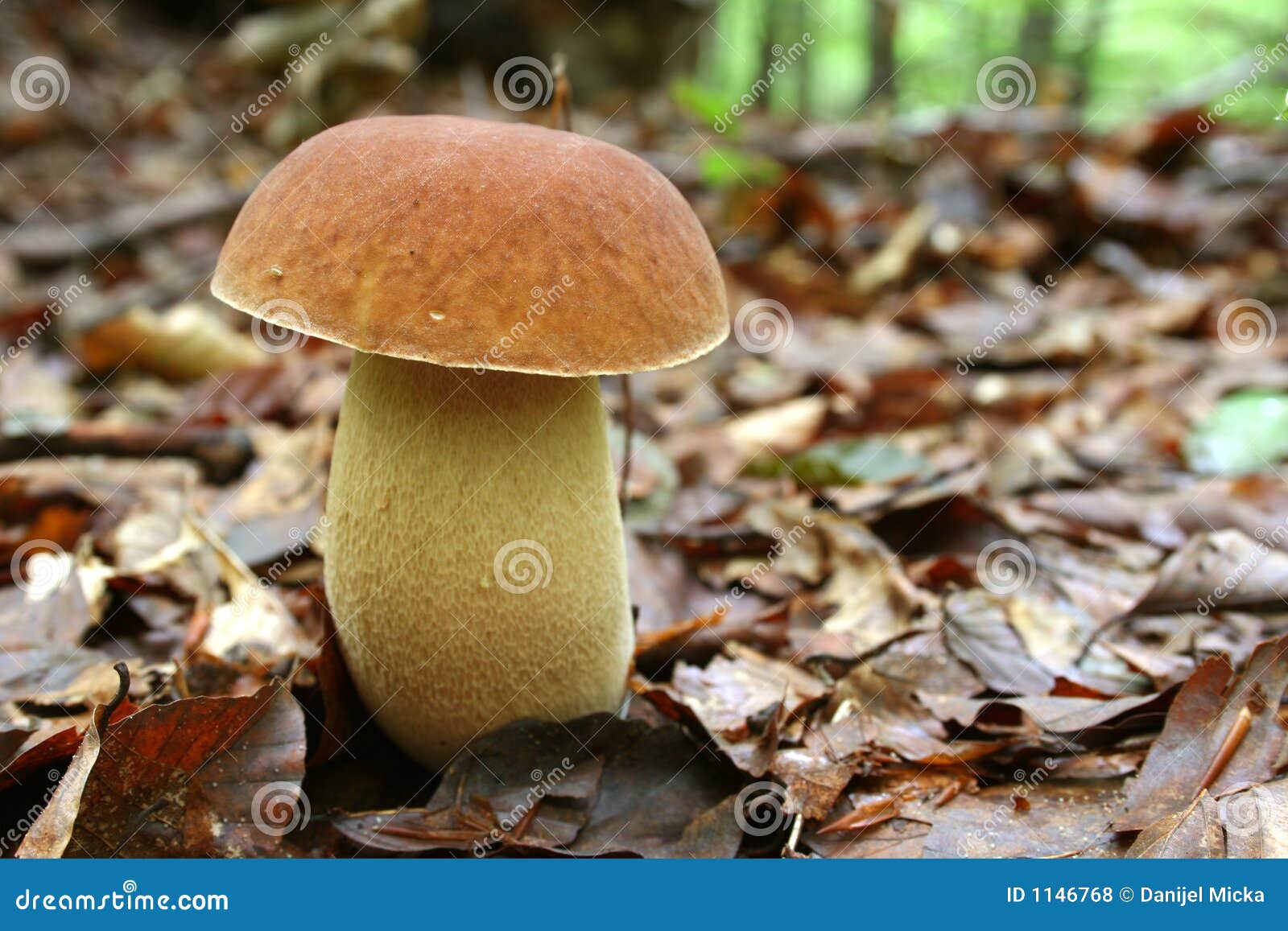 Edible boletus mushroom stock photo. Image of eatable - 1146768