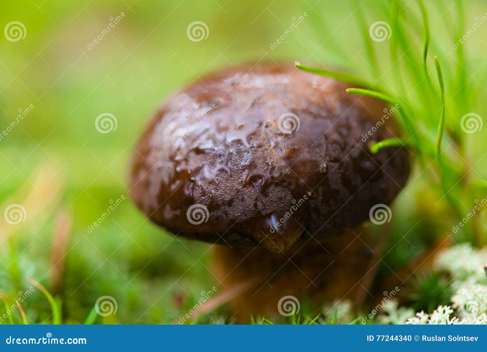 Edible Brown Mushroom Closeup Stock Photo - Image of closeup, brown ...