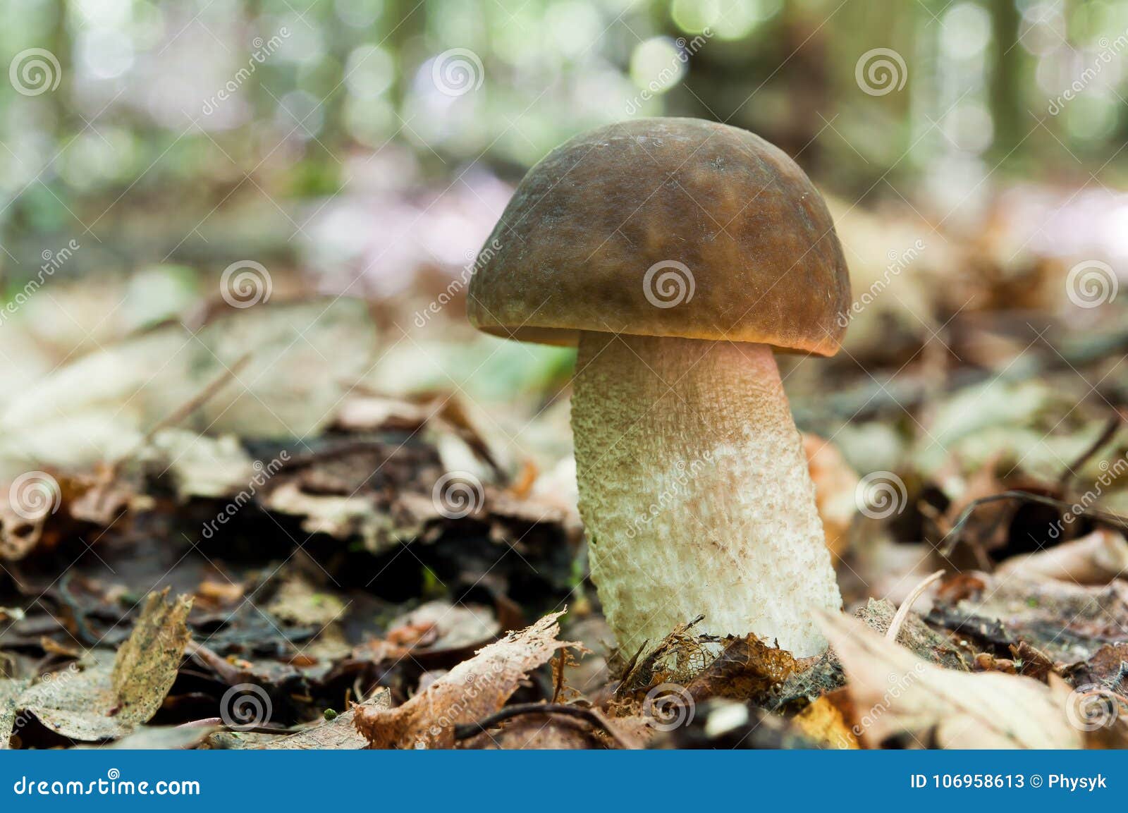 Edible Brown Mushroom - Leccinum Scabrum Stock Image - Image of closeup ...
