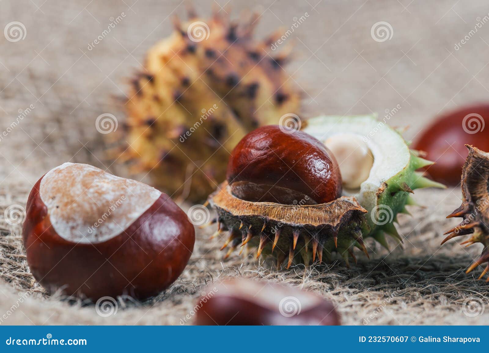 Edible Chestnut Kernels Lie on Burlap on a Wooden Table Stock Image ...