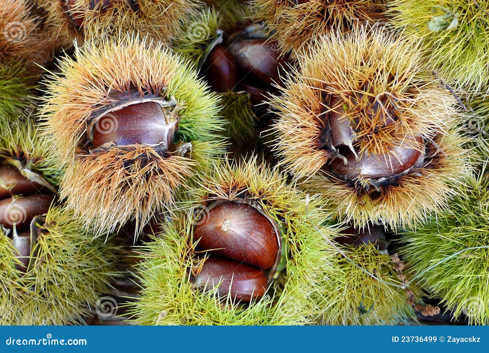 Edible Chestnuts Castanea Sativa on Market Stock Image - Image of food ...