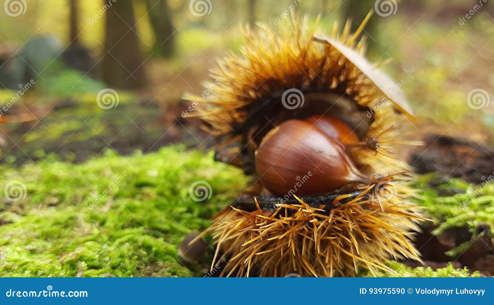 Edible chestnuts stock photo. Image of wood, park, food - 93975590