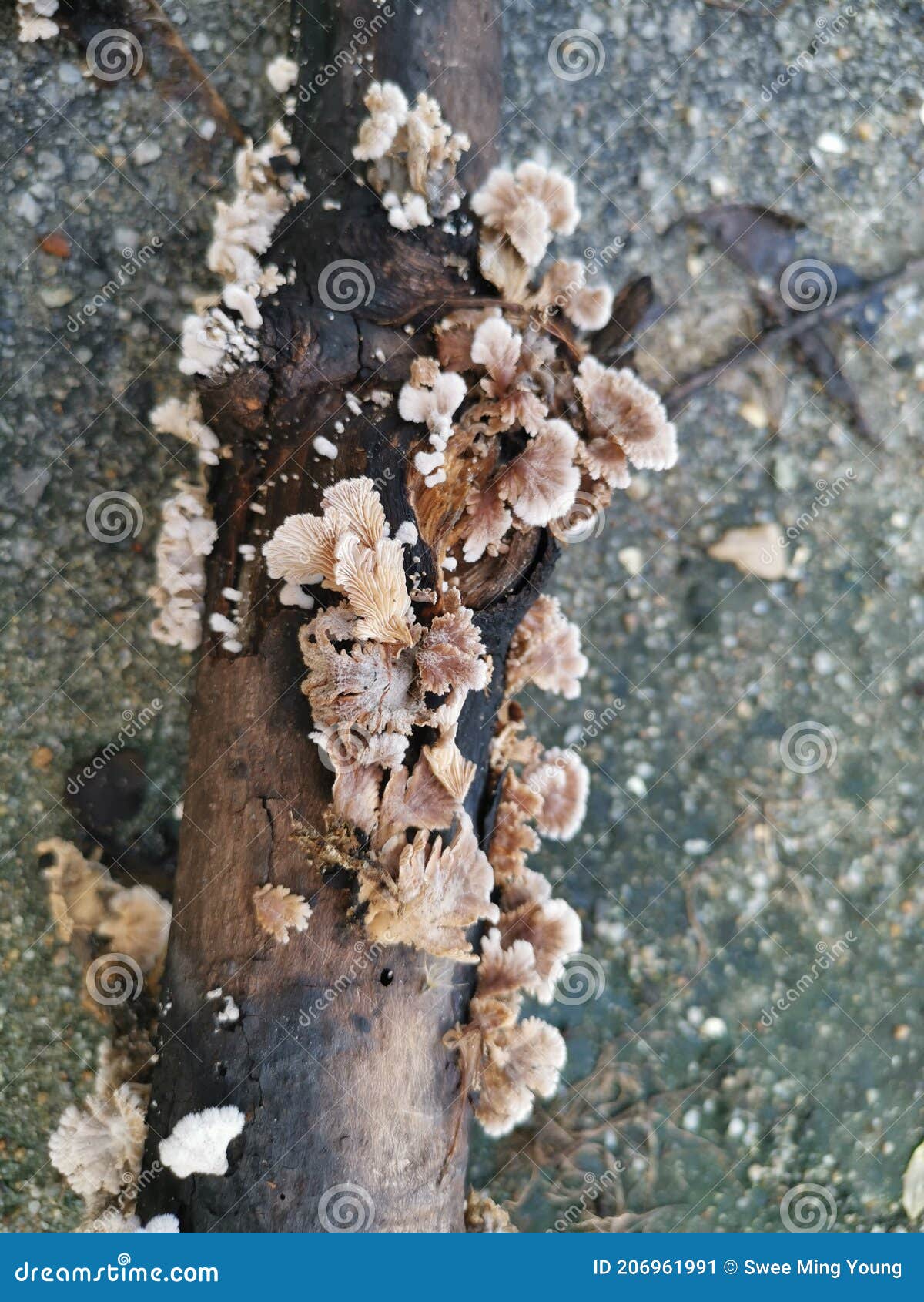 Edible Common White Split Gill Fungus Stock Image - Image of healthy ...