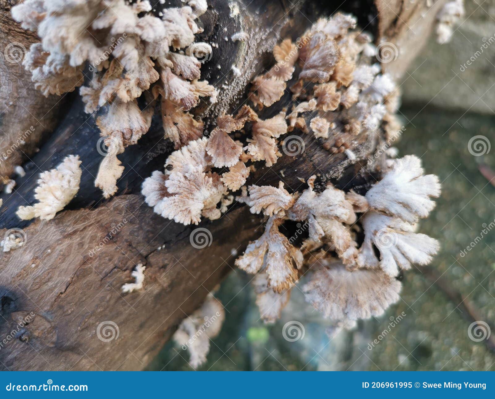 Edible Common White Split Gill Fungus Royalty-Free Stock Photography ...
