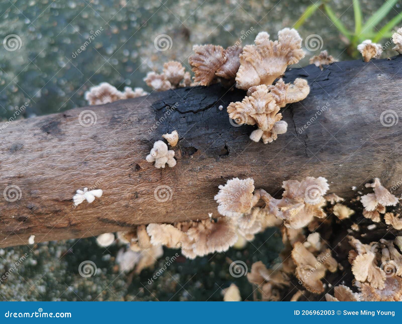 Edible Common White Split Gill Fungus Royalty-Free Stock Photography ...