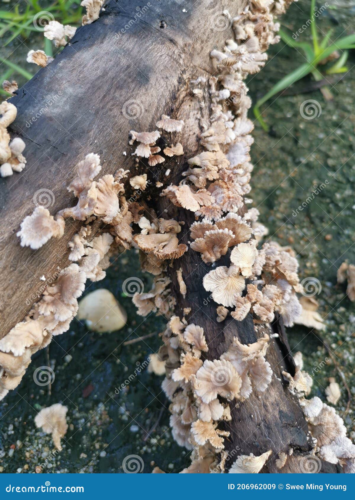 Edible Common White Split Gill Fungus Royalty-Free Stock Photography ...