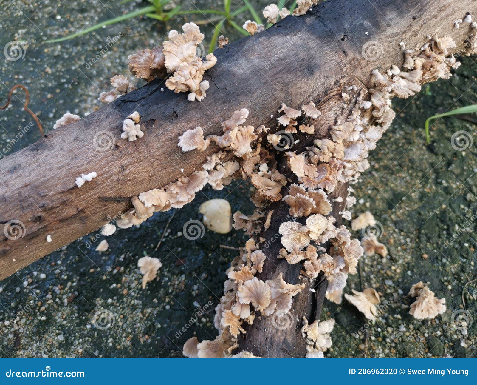 Edible Common White Split Gill Fungus Royalty-Free Stock Photography ...