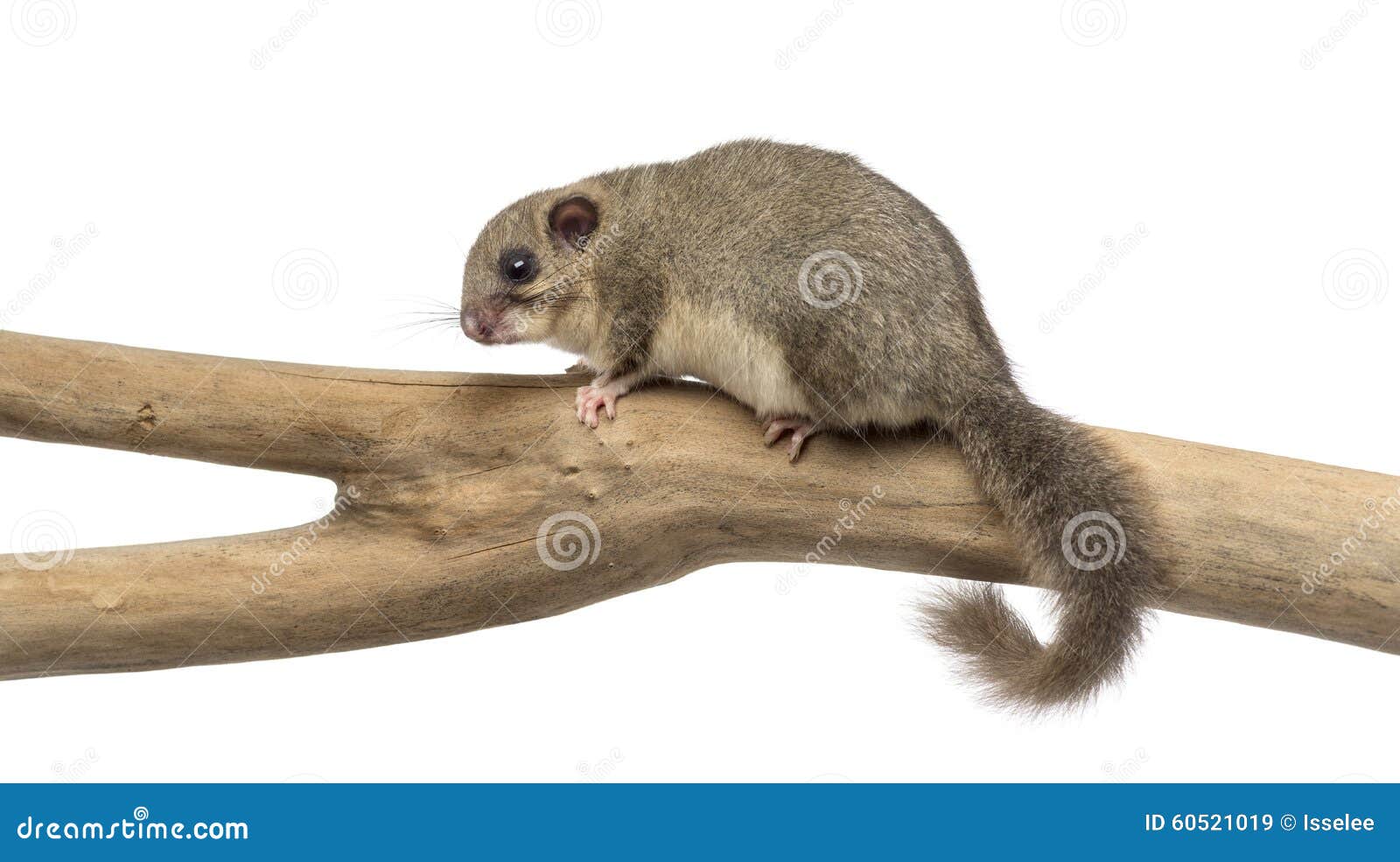 Edible Dormouse on a Branch Stock Image - Image of away, rodent: 60521019