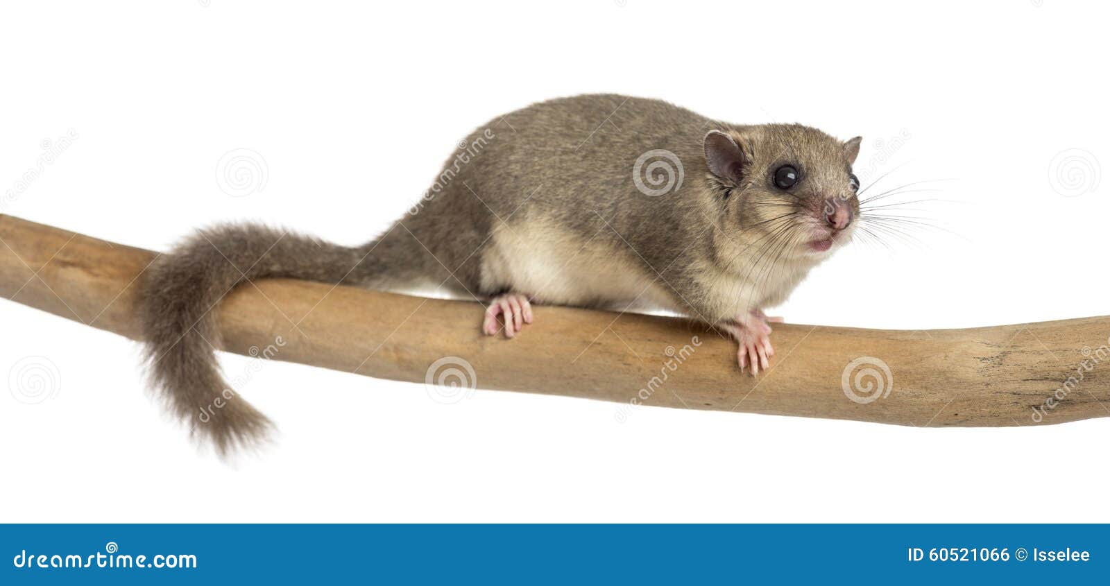 Edible Dormouse on a Branch Stock Photo - Image of animal, rodent: 60521066