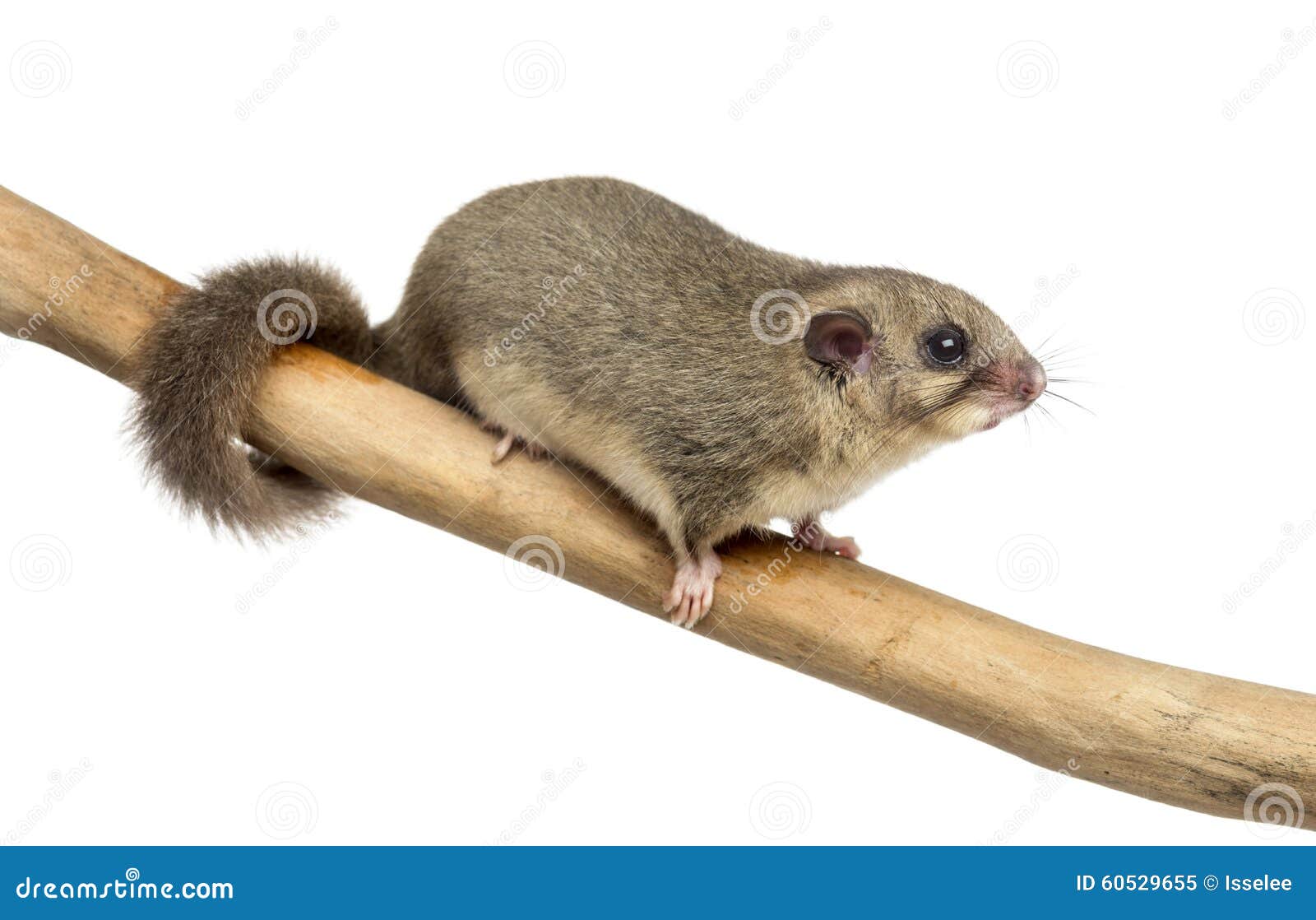 Edible Dormouse, Glis Glis Eating Apple On The Branch Stock Image ...