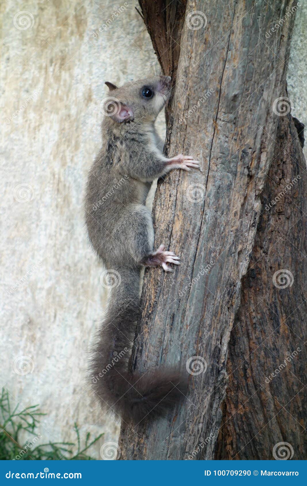 Edible Dormouse or Fat Dormouse Stock Photo - Image of animal, edible ...