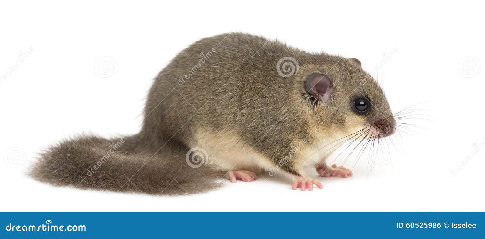 Edible Dormouse Eating A Pear Royalty-Free Stock Image | CartoonDealer ...