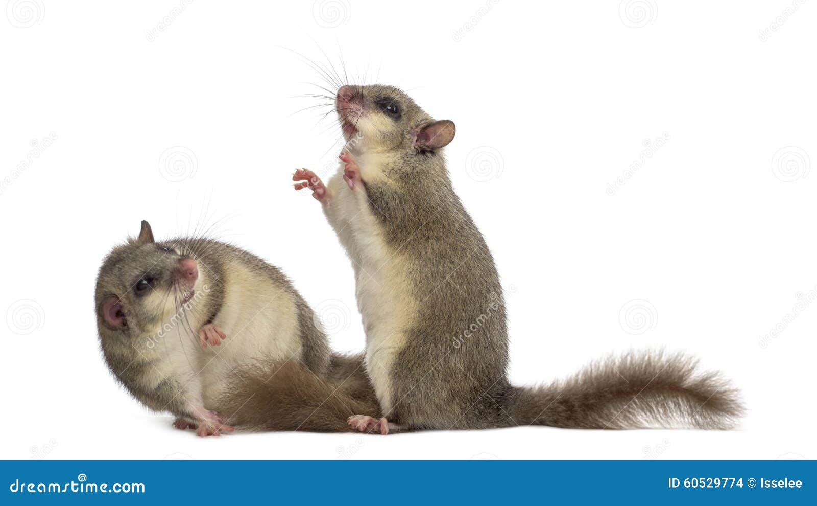 Edible Dormouse, Glis Glis Eating Apple On The Branch Stock Image ...