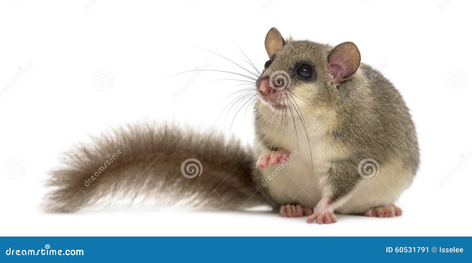 Edible Dormouse Eating A Pear Royalty-Free Stock Image | CartoonDealer ...