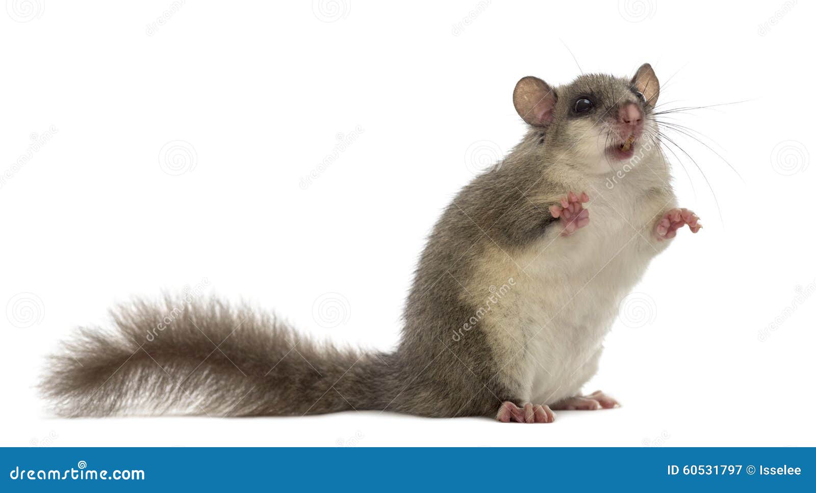Edible Dormouse, Glis Glis Eating Apple On The Branch Stock Image ...