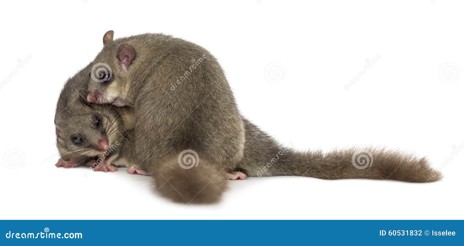 Edible Dormouse Eating A Pear Royalty-Free Stock Image | CartoonDealer ...