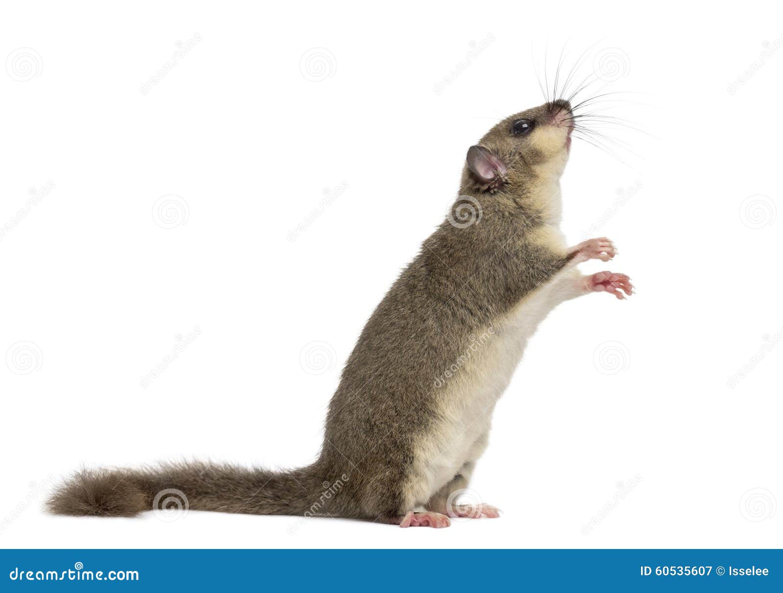 Edible Dormouse Eating A Pear Royalty-Free Stock Image | CartoonDealer ...