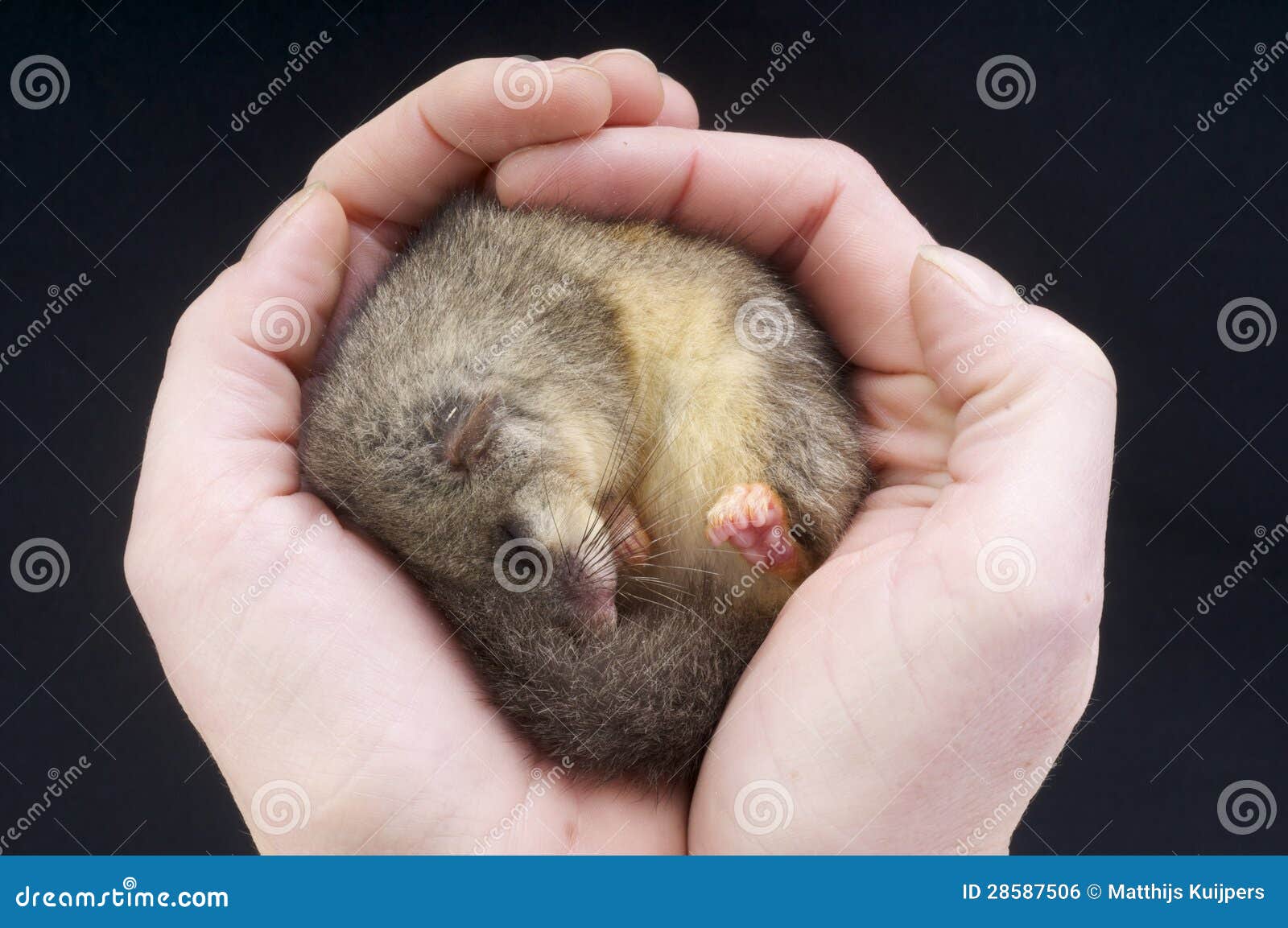Edible Dormouse / Glis Glis Stock Photo - Image of dormouse, food: 28587506