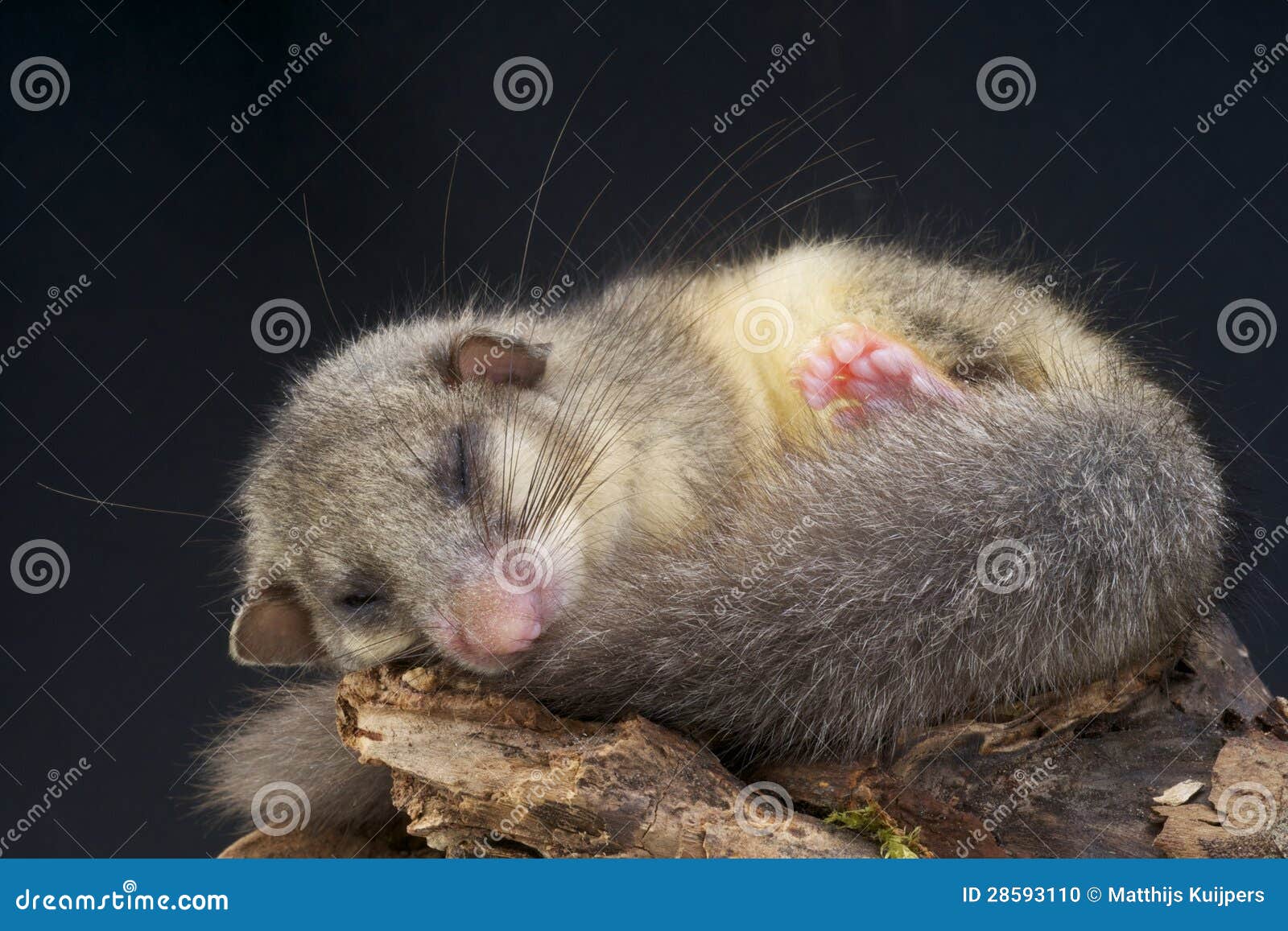 Edible Dormouse, Glis Glis Eating Apple On The Branch Stock Image ...