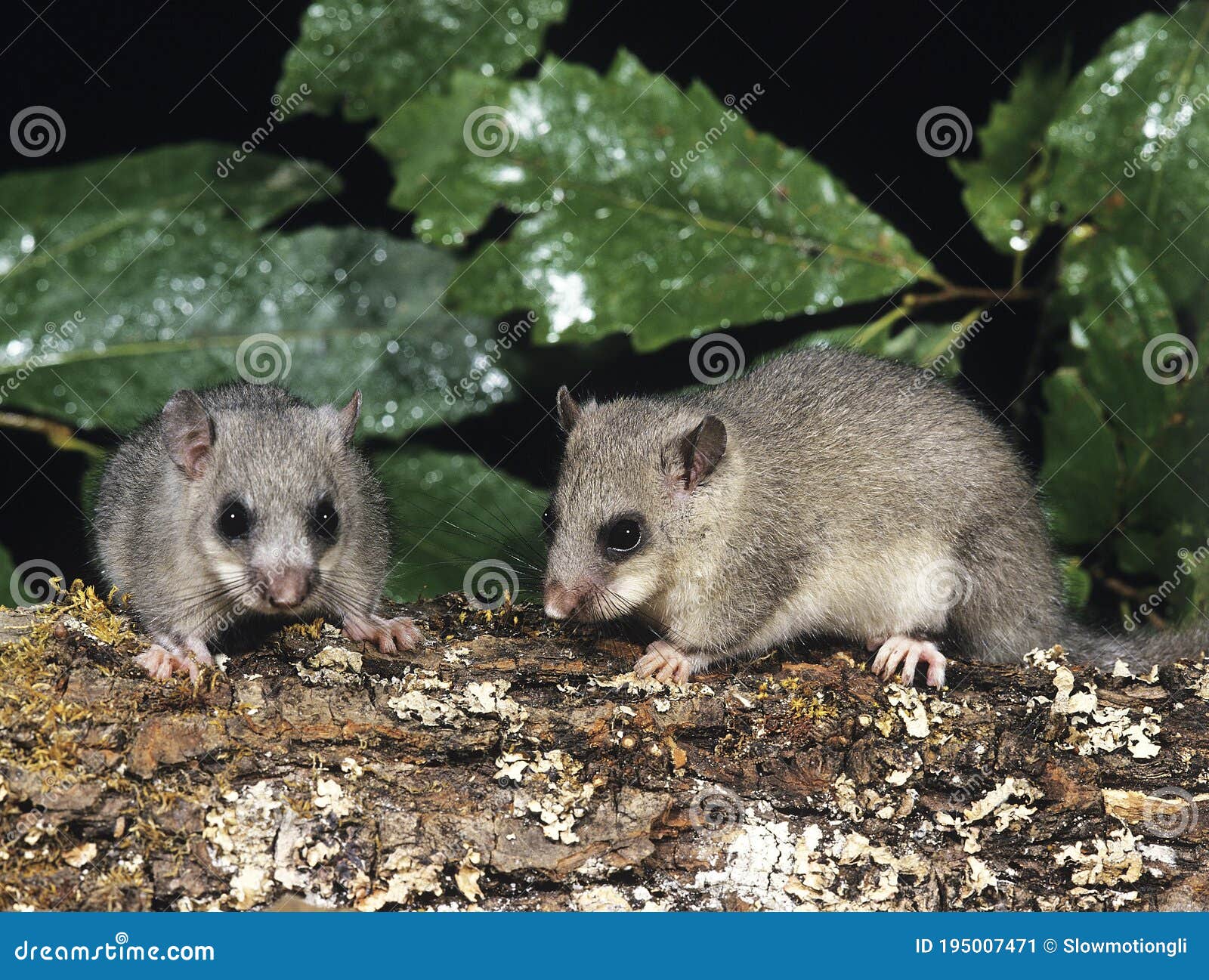 Edible Dormouse, Glis Glis, Pair Stock Image - Image of rodent, female ...