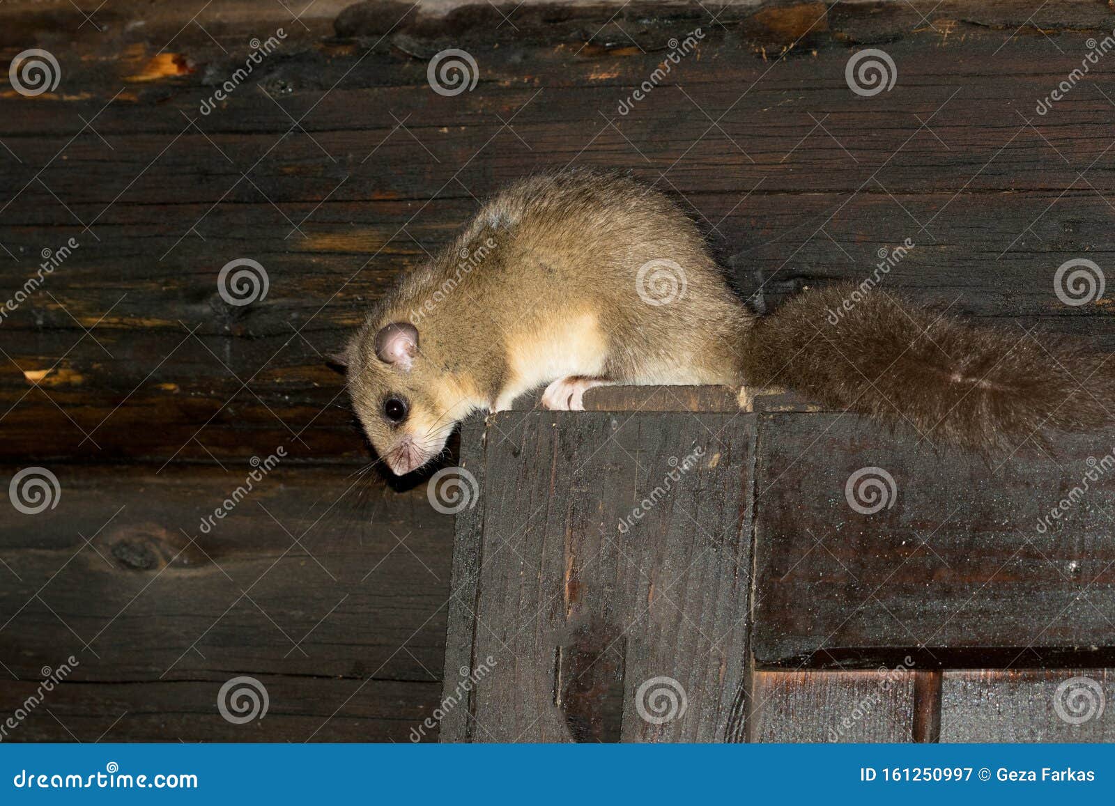 Edible Dormouse Glis Glis, Pest in House Stock Image - Image of ...