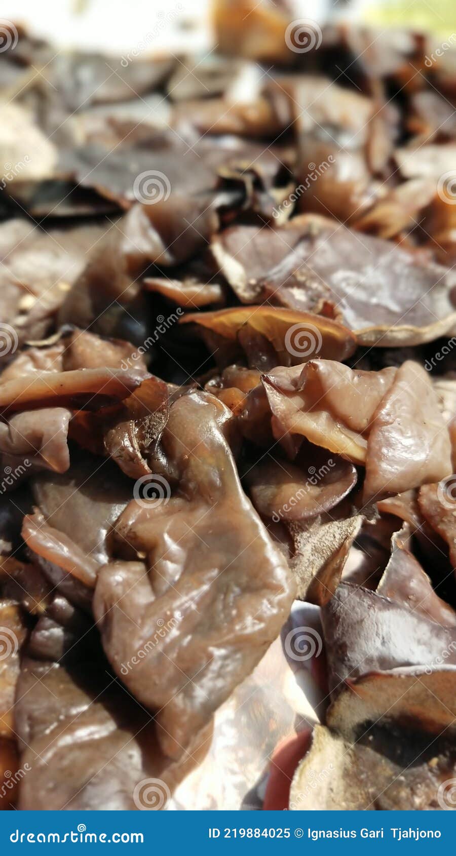 Edible Ear Fungus Under the Sun. Stock Image - Image of vegetable ...