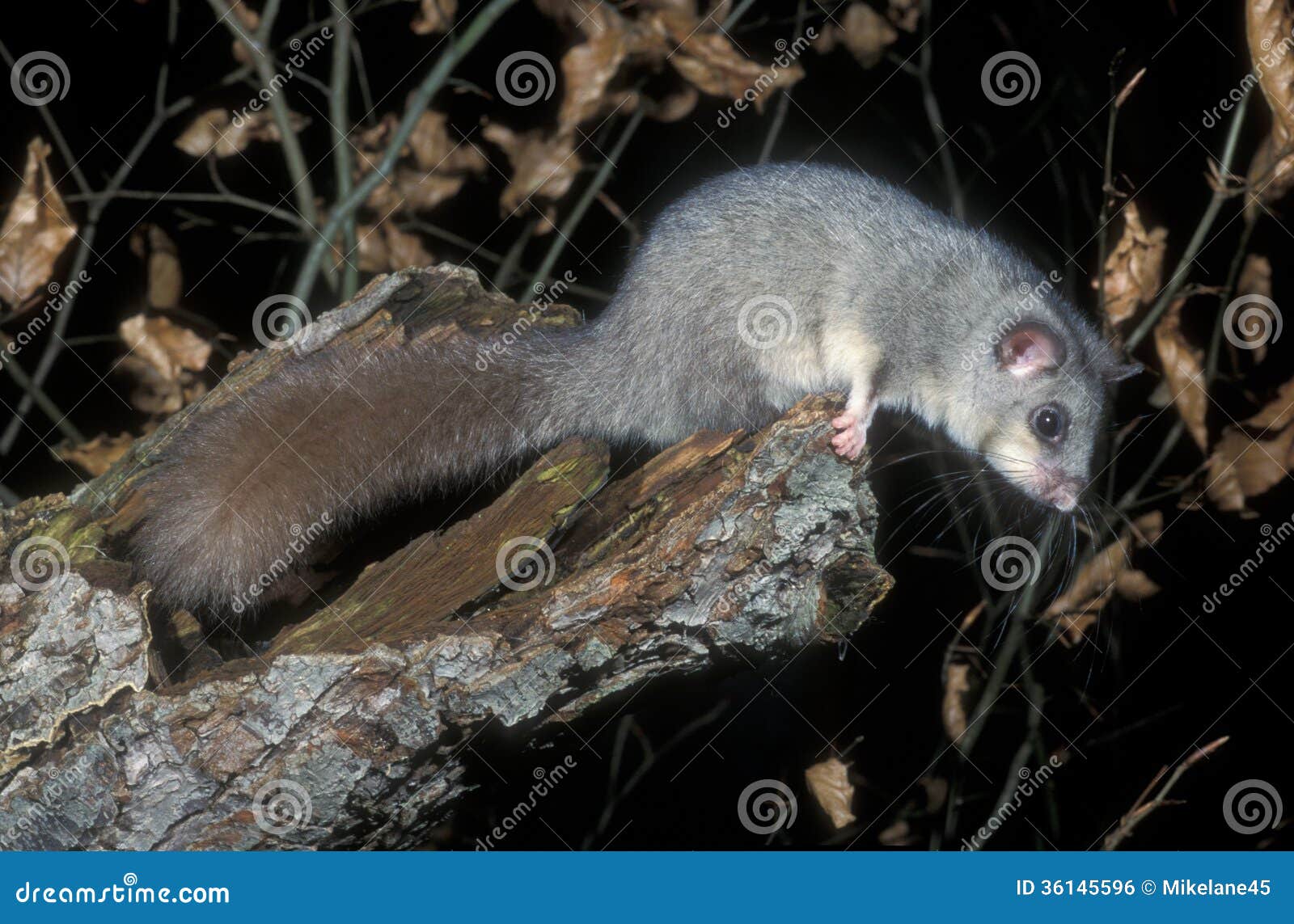 Edible or Fat Dormouse, Glis Glis Stock Photo - Image of wildlife ...